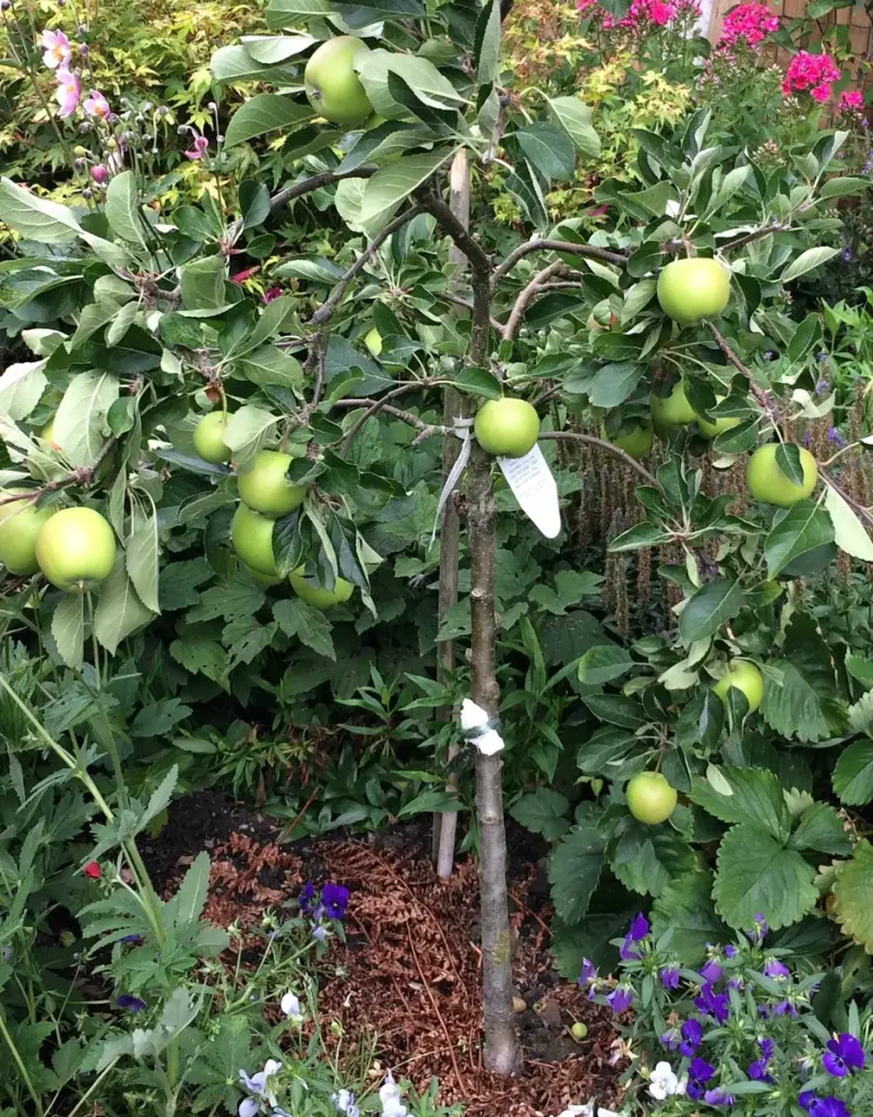 Granny Smith Apple Tree - Grafted Fruit Tree - 1 Gallon Pot