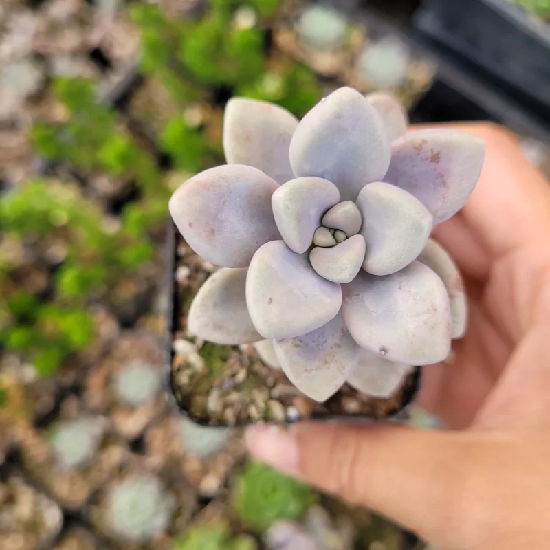 Graptopetalum Allen Succulent Plant - Easy Care Live Plant