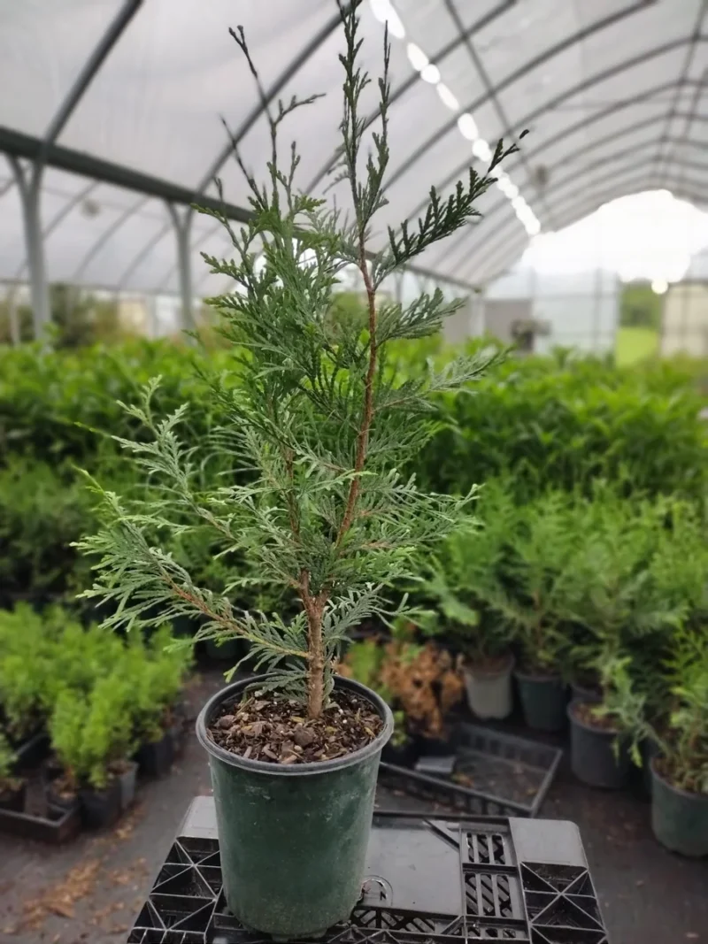 Green Giant Arborvitae Live Plant - Fast Growing Privacy Hedge