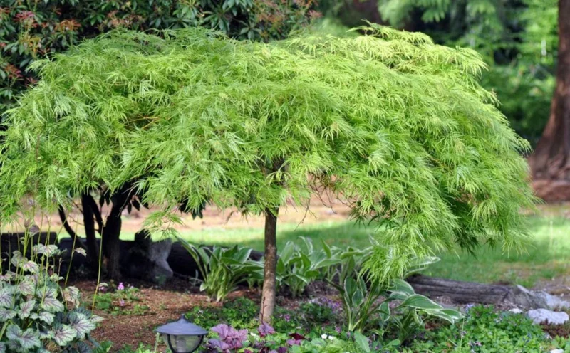 Green Japanese Maple Plant – Golden Fall Color, 1 Gallon Pot