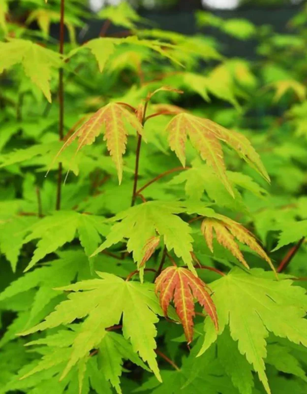 Green Japanese Maple Plant – Golden Fall Color, 1 Gallon Pot