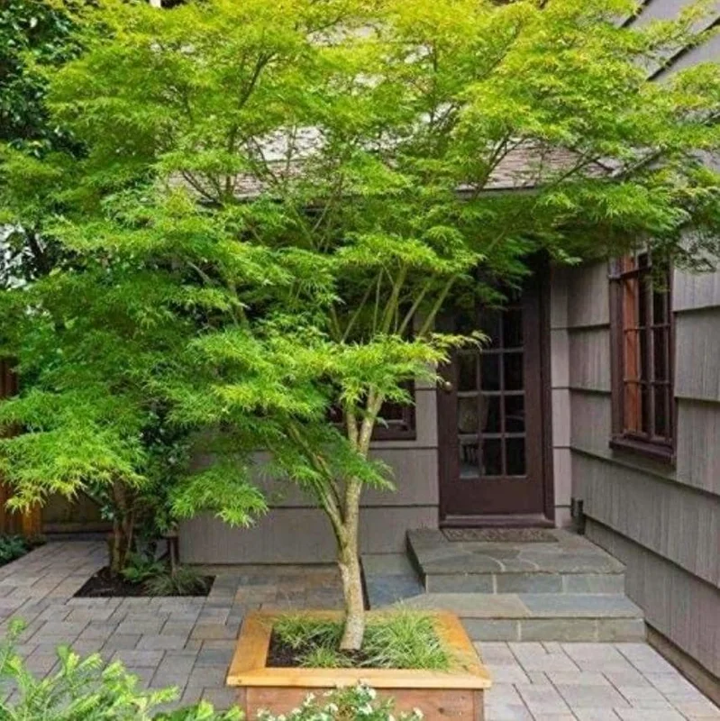 Green Japanese Maple Plant – Golden Fall Color, 1 Gallon Pot