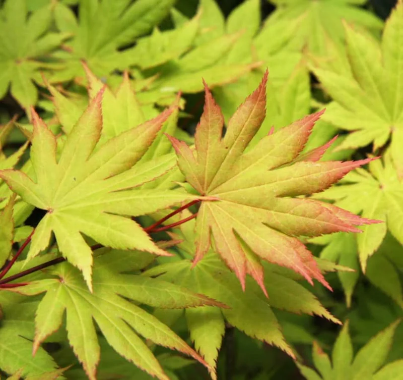Green Japanese Maple Plant – Golden Fall Color, 1 Gallon Pot