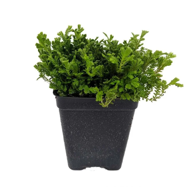 Green Spikemoss Live Plant for Terrariums & Fairy Gardens