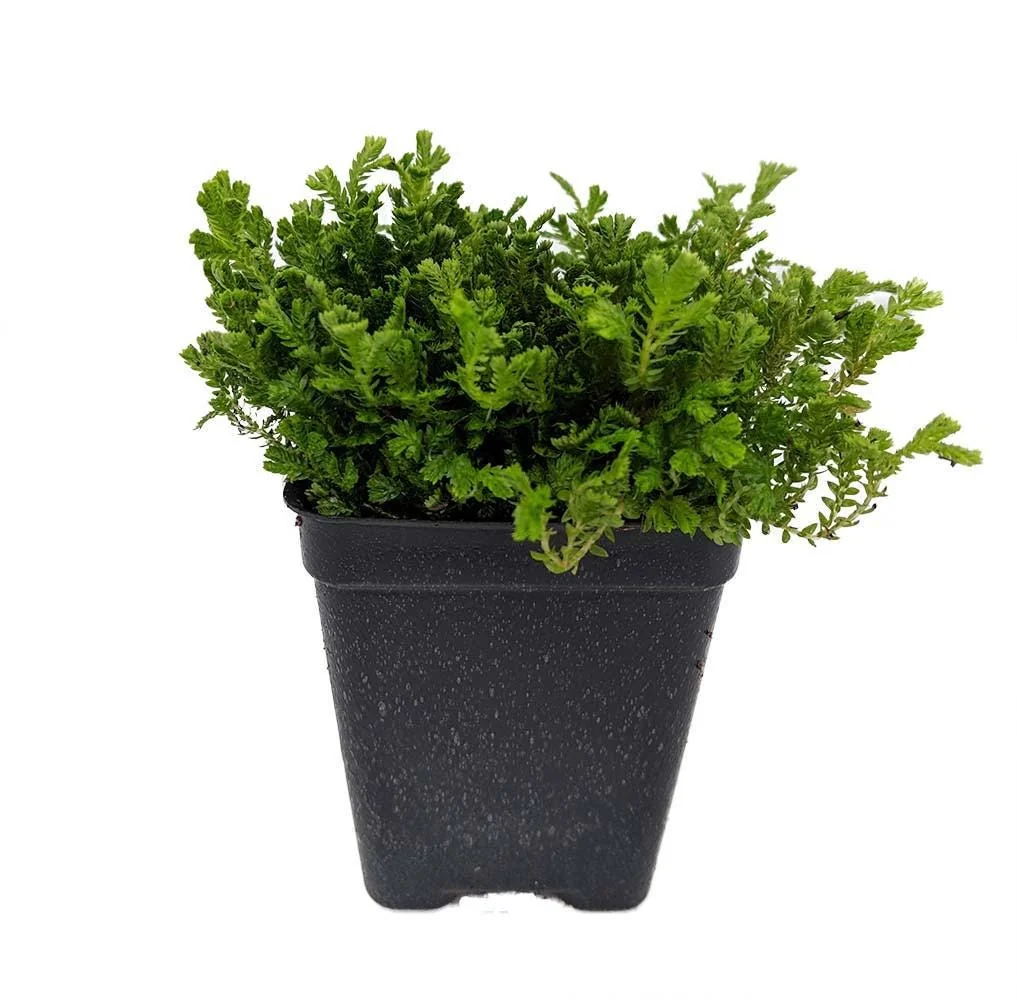 Green Spikemoss Live Plant for Terrariums & Fairy Gardens