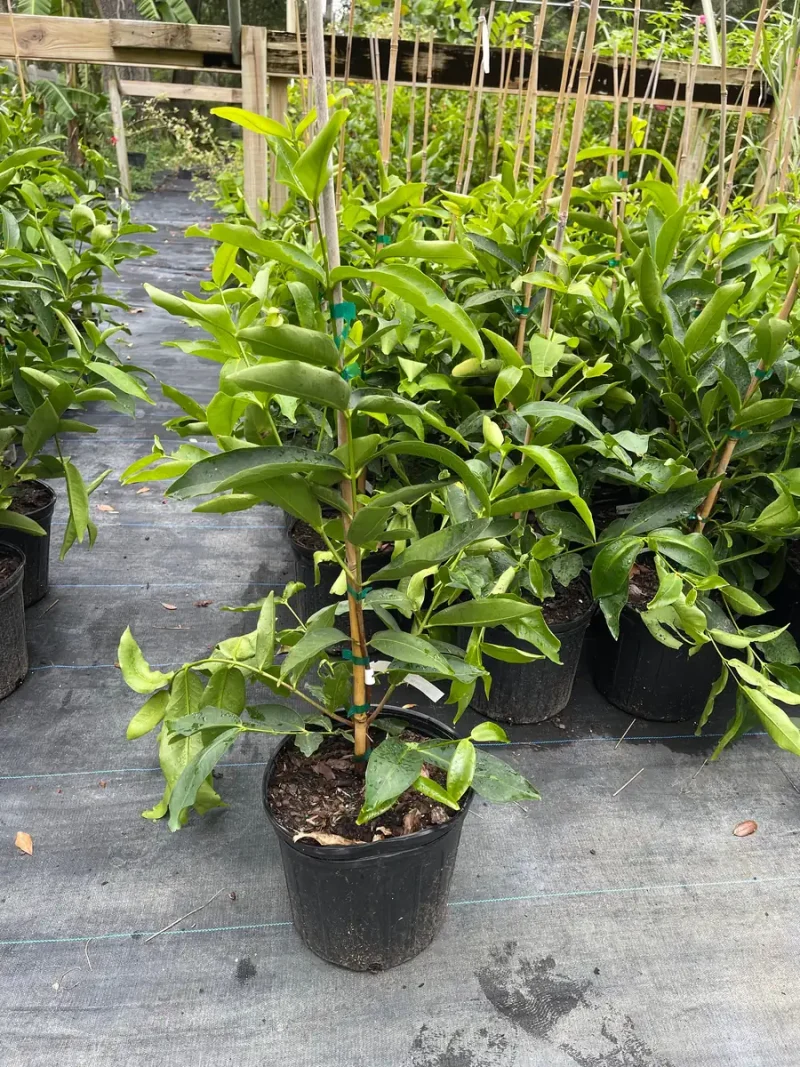 Green Wax Jambu Tree - 3 Gallon, 2-3 Ft Tall Live Plant