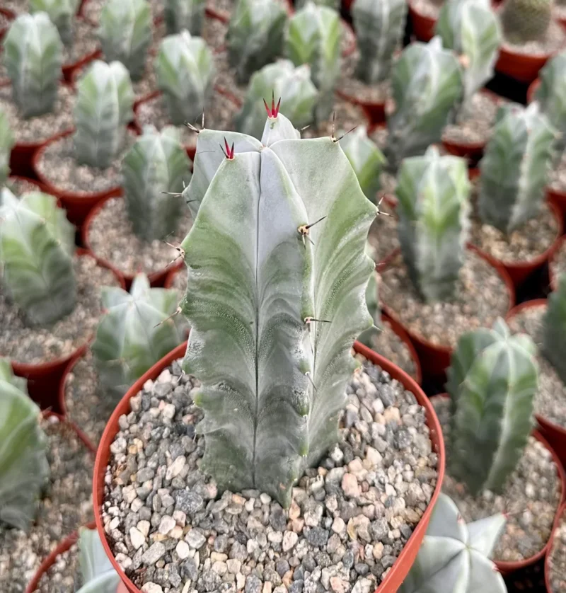 Grey Ghost Organ Pipe Cactus - Stenocereus Pruinosus Live Plant