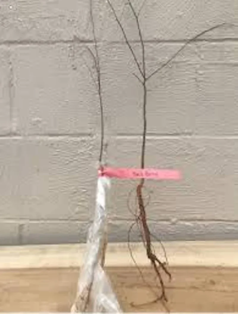 Hackberry Tree Plant 12-24in Tall - Bare Root Sugarberry Tree
