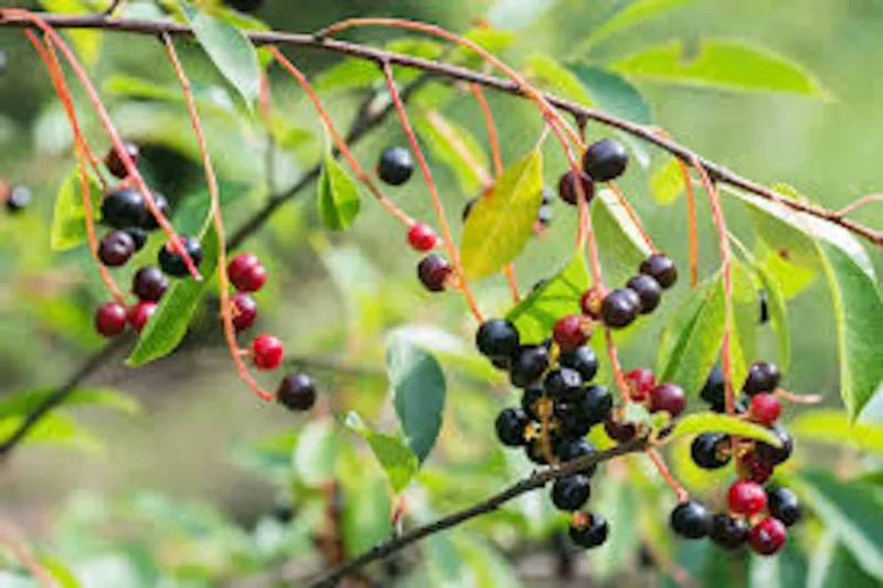 Hackberry Tree Plant 12-24in Tall - Bare Root Sugarberry Tree