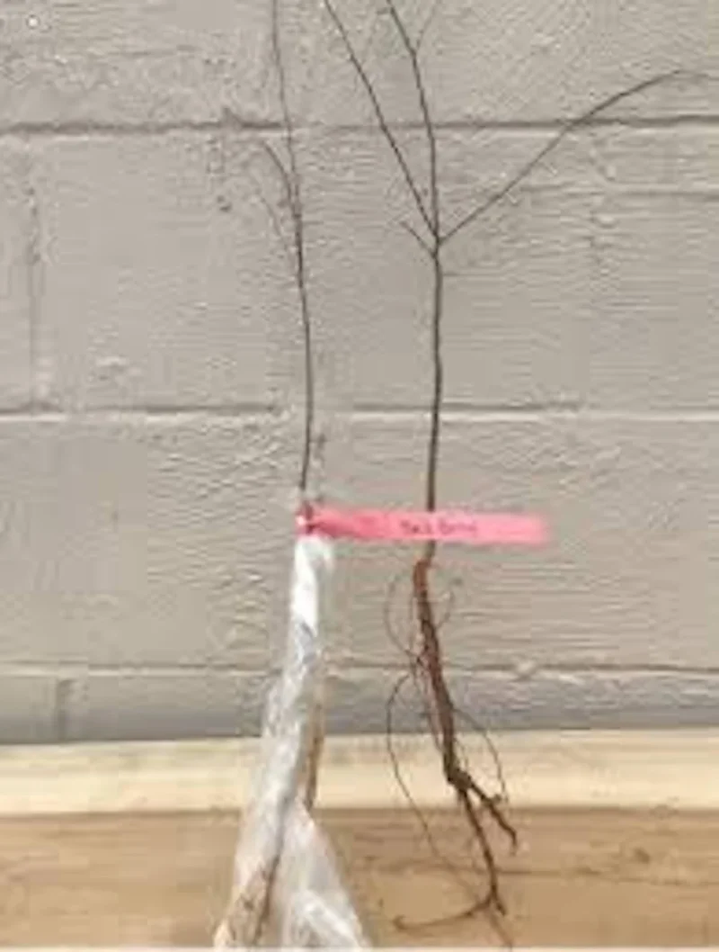 Hackberry Tree Plant (3 Pack) - 12-24in Tall Bare Root Sugarberry