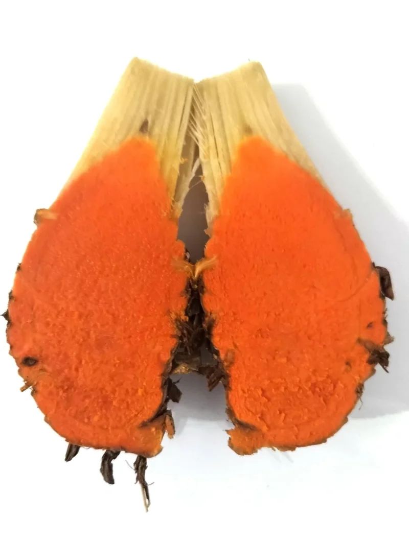 Fresh Hawaiian Red Turmeric Rhizomes - Curcuma longa Olena