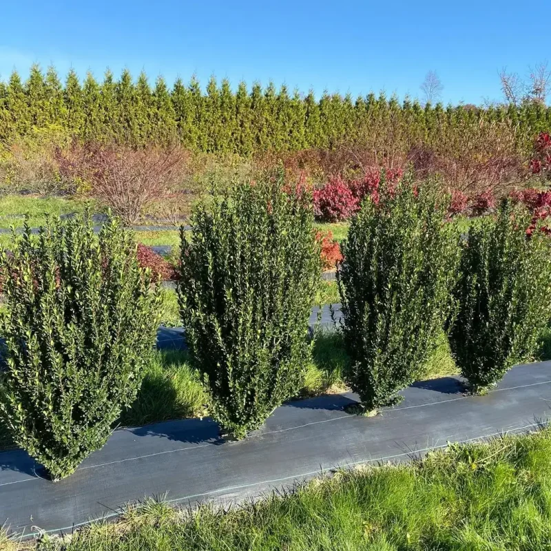 Hedge Box Japanese Holly Live Plant - Ilex Crenata 4 inch Pot