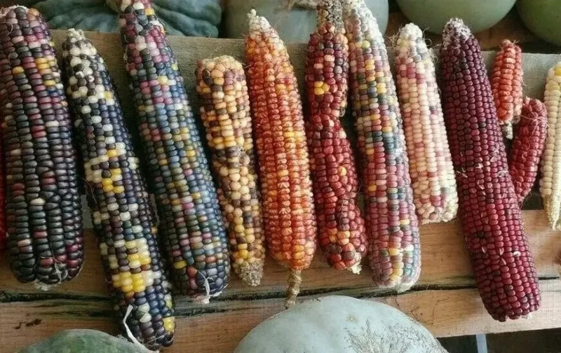 Heirloom Corn Seeds - 200 Native American Decorative Organic Flour