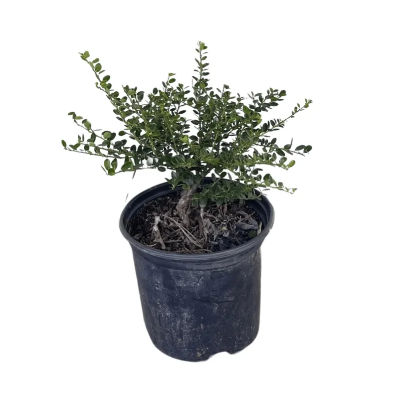 Helleri Japanese Holly - Ilex Crenata 'Helleri' - 1 Gallon Plant