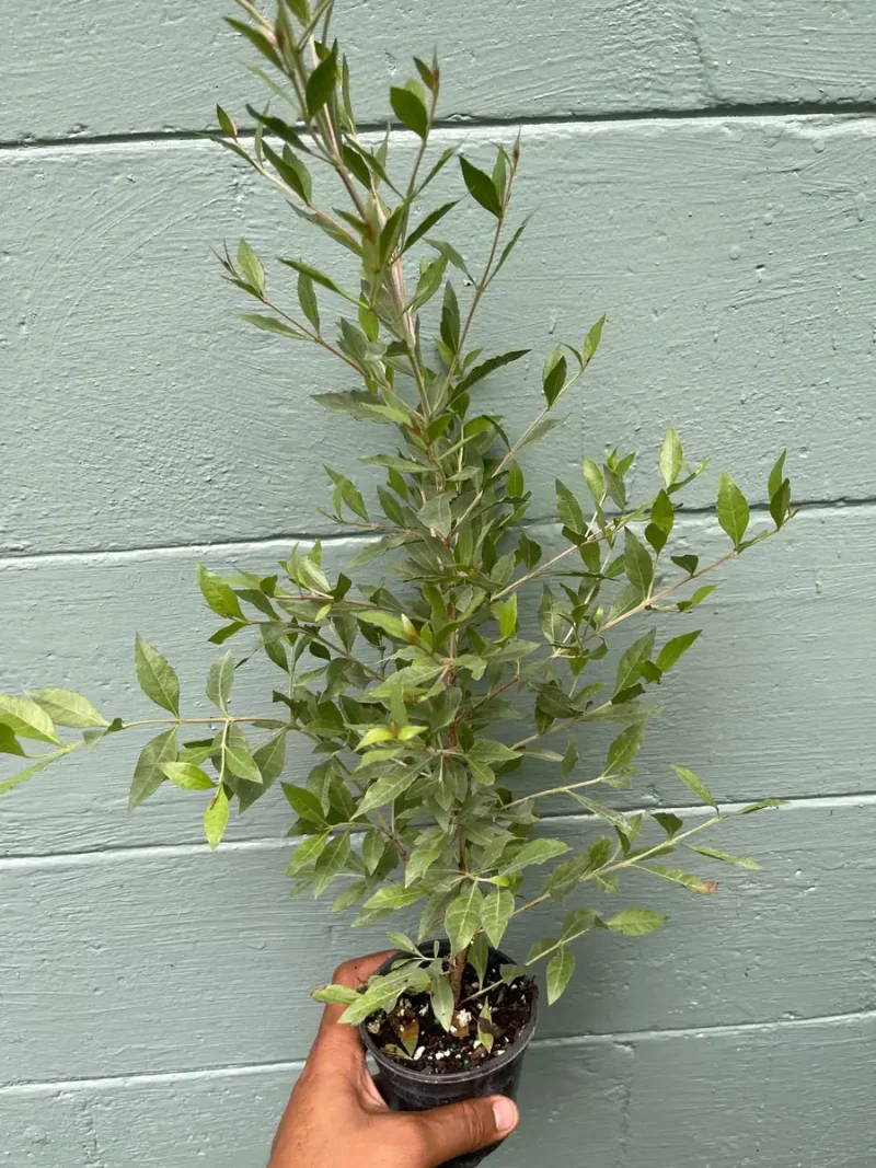 Henna Plant (Lawsonia inermis) - Live Plant in 4