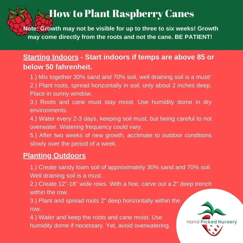 Heritage Red Raspberry Plant – 1-Year Bare Root Cane