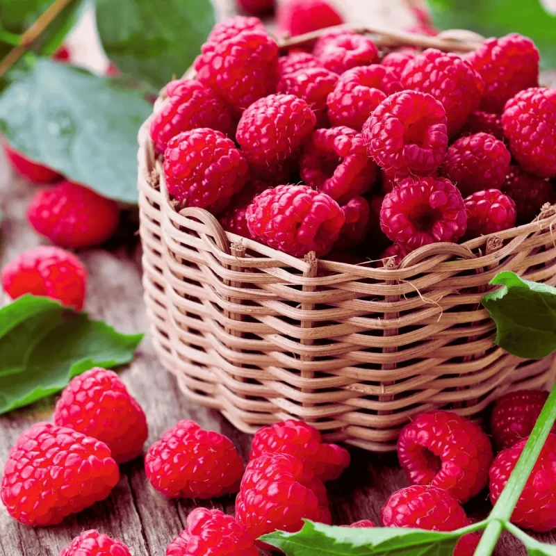 Heritage Red Raspberry Plant – 1-Year Bare Root Cane