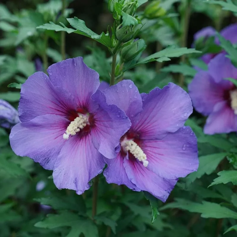 Hibiscus Collection - 3 Live Plants, Violet, Rouge, Adorned