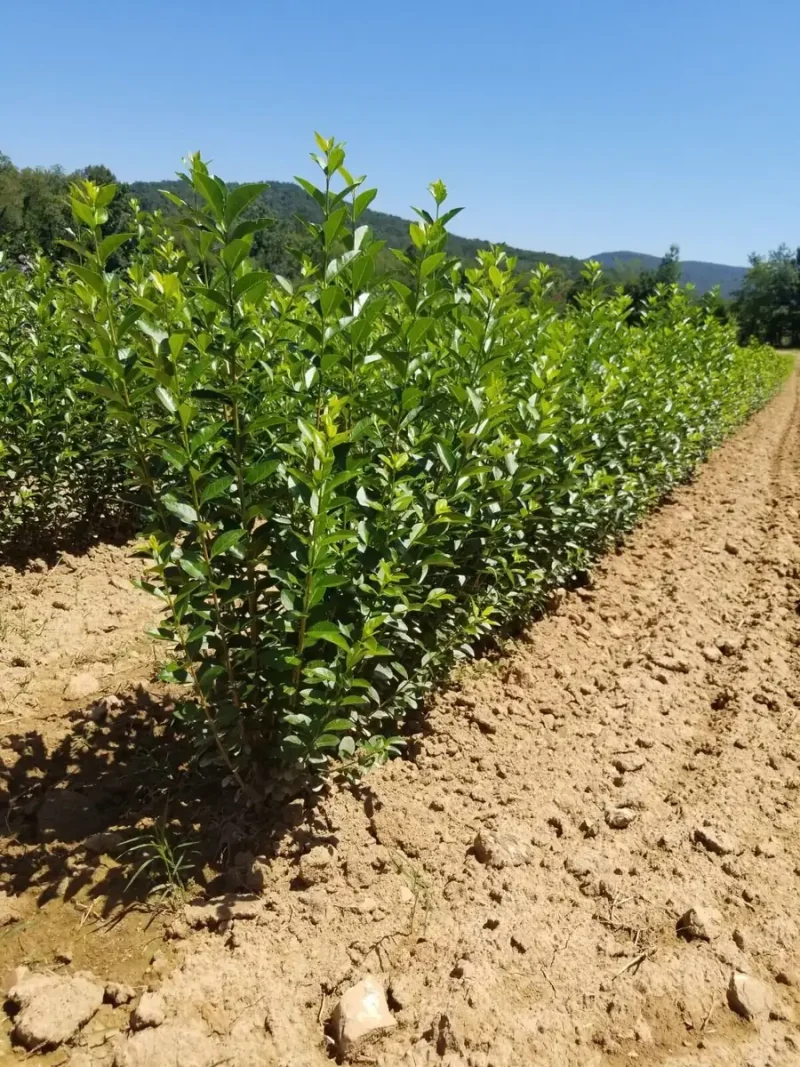 Hills Privet Bare-Root Plant - 25 Pack, 12'' Tall Hedging