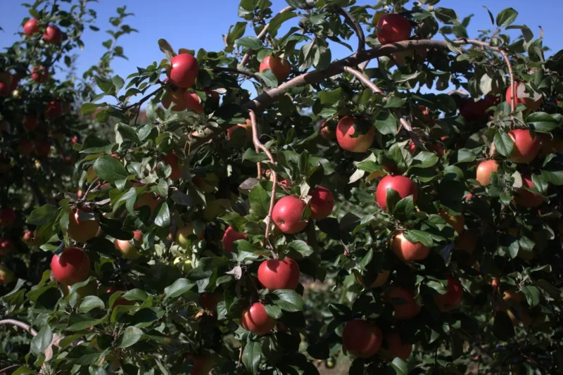 Honeycrisp, Pink Lady, Mutsu Apple Trees - Bare Root Bundle