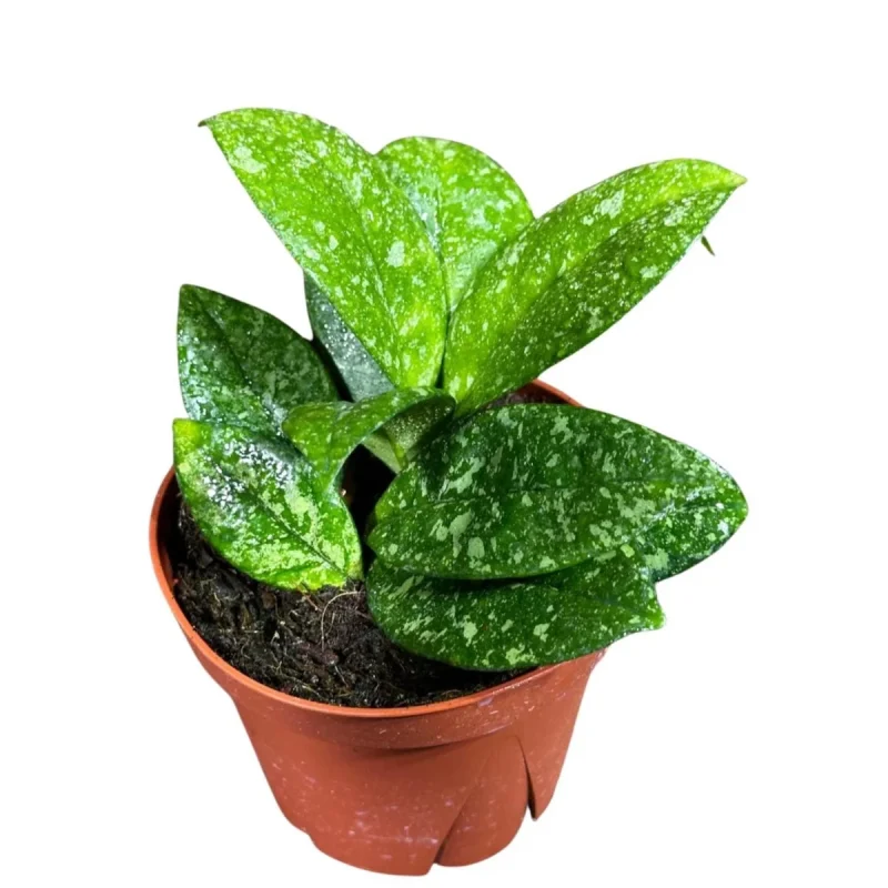 Hoya Carnosa Freckled Splash Plant - Rare Indoor Houseplant