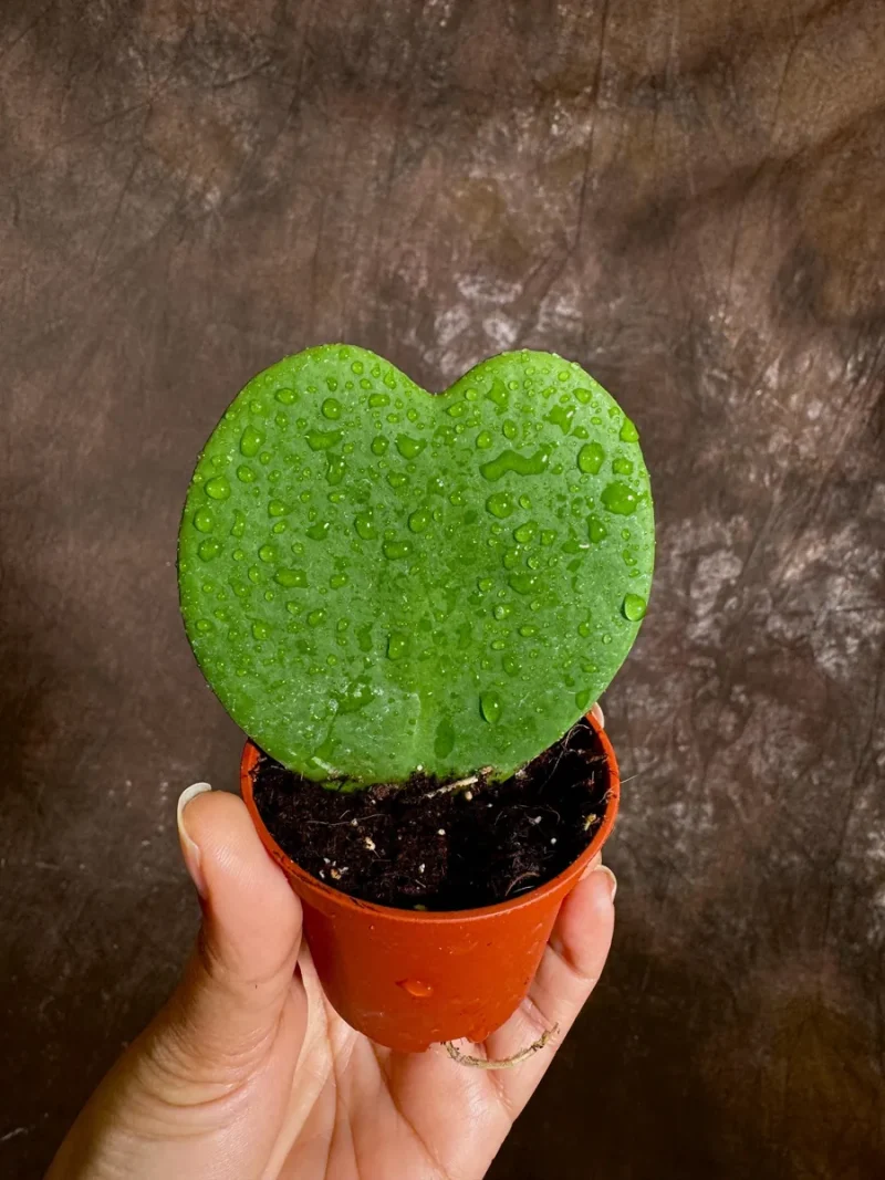 Hoya Kerrii Heart Succulent Live Plant - Indoor/Outdoor Sweetheart