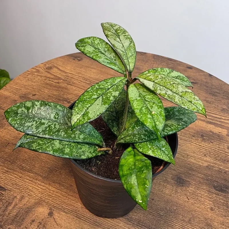 Hoya Pubicalyx Silver Splash Live Plant 4 inch Pot - Indoor