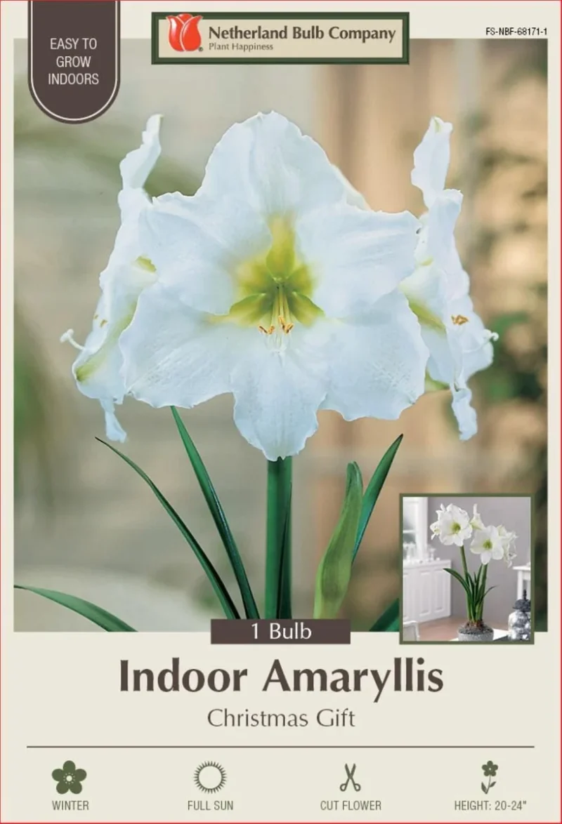 Hybrid Dutch Amaryllis Bulb - Sparkling White & Green Center