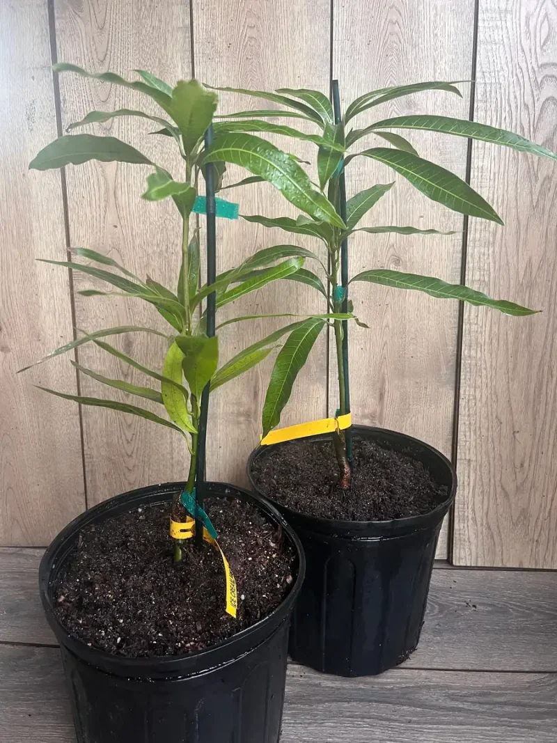 Ice Cream Mango Tree Live Plant - Grafted, 3 Gallon Pot
