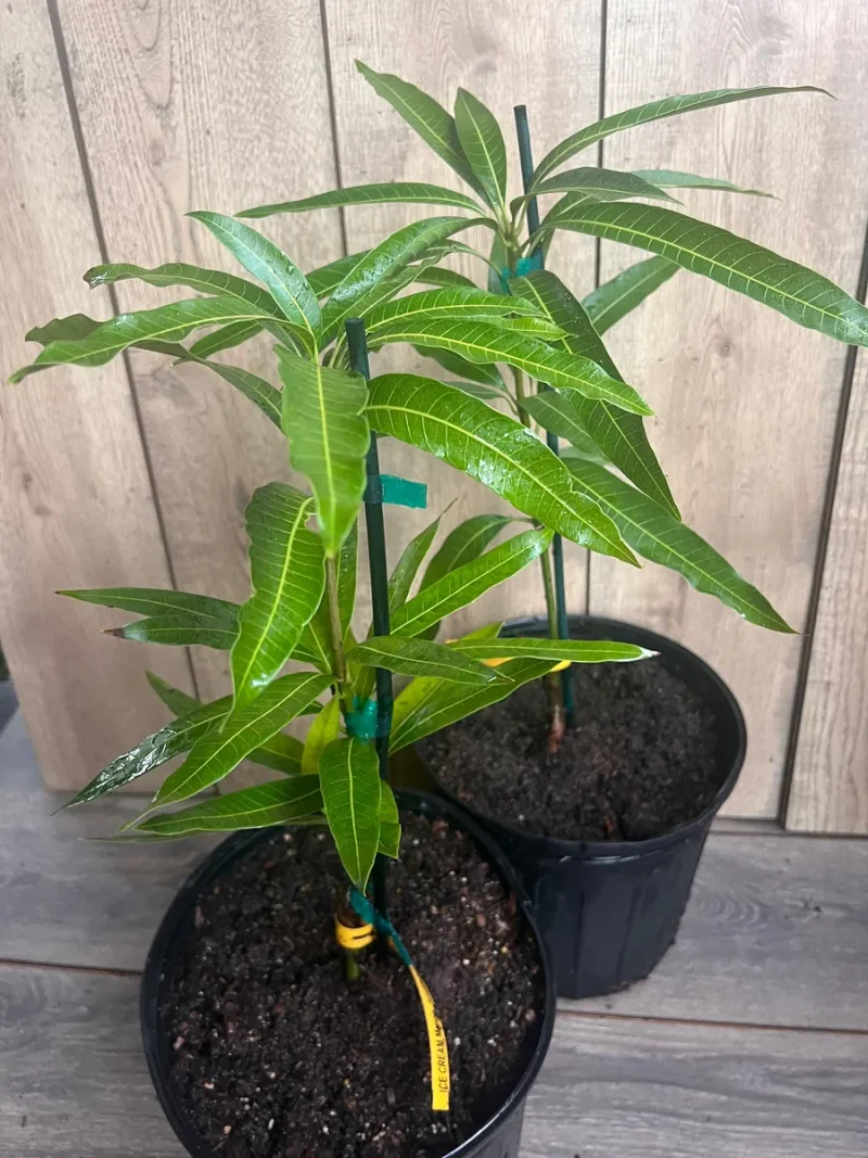 Ice Cream Mango Tree Live Plant - Grafted, 3 Gallon Pot