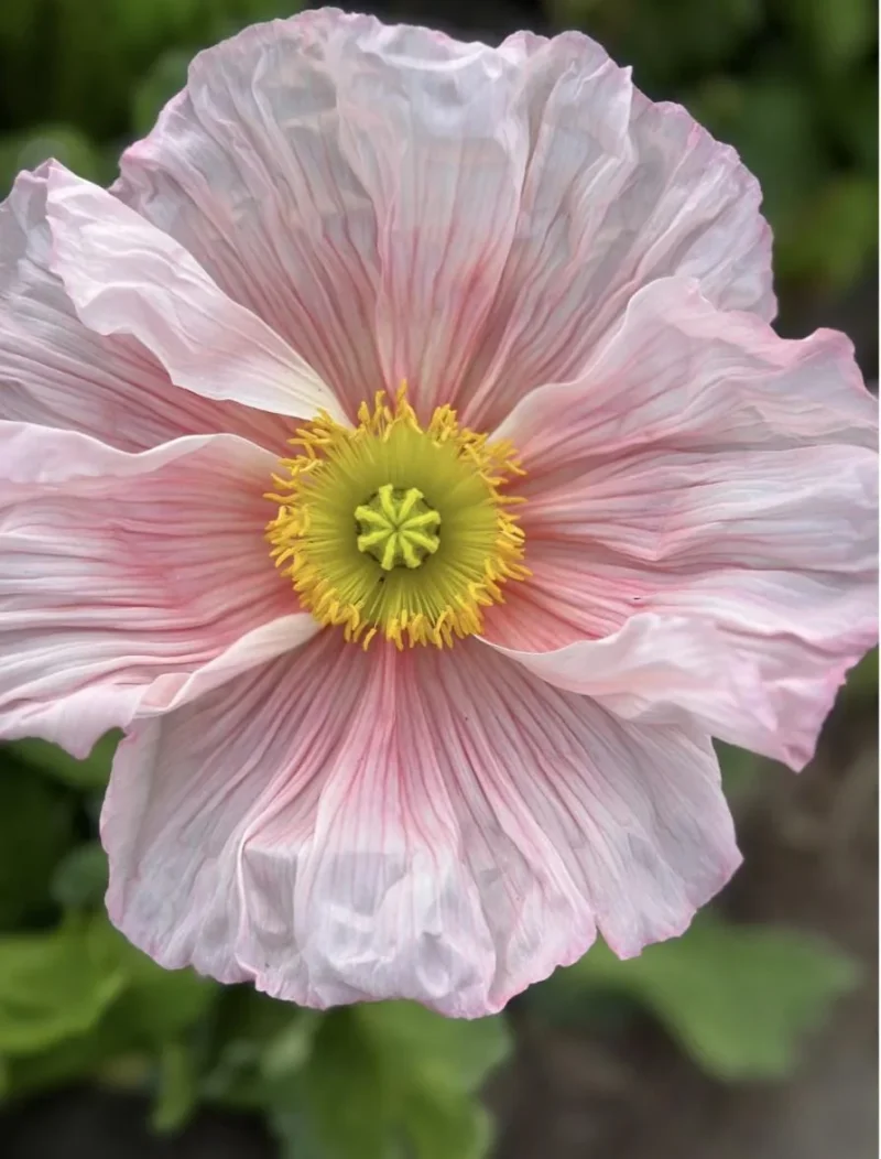 Iceland Poppy Hummingbird Plant - Live Flower Plugs