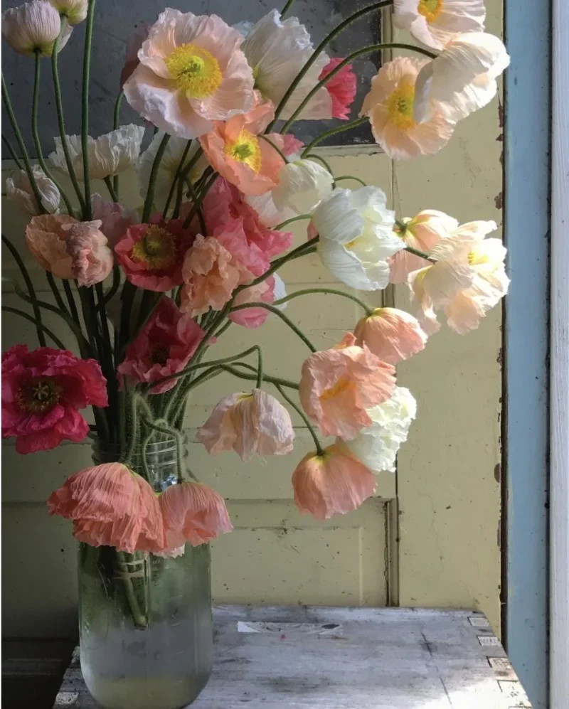 Iceland Poppy Hummingbird Plant - Live Flower Plugs