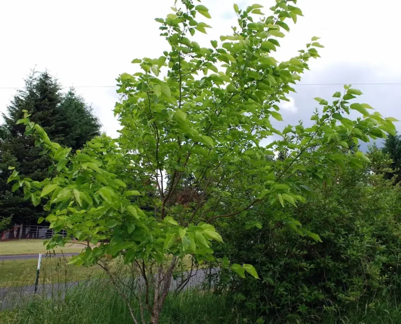 Illinois Everbearing Mulberry Tree - Cold Hardy Fruit Plant