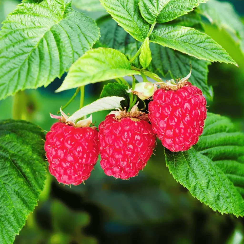 Imara Raspberry Bare Root Cane - Everbearing Red Variety