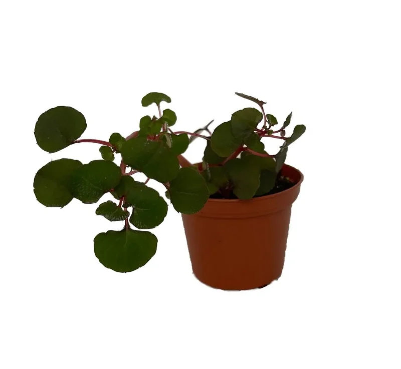 Impatiens repens Golden Dragon - Rare Vining House Plant