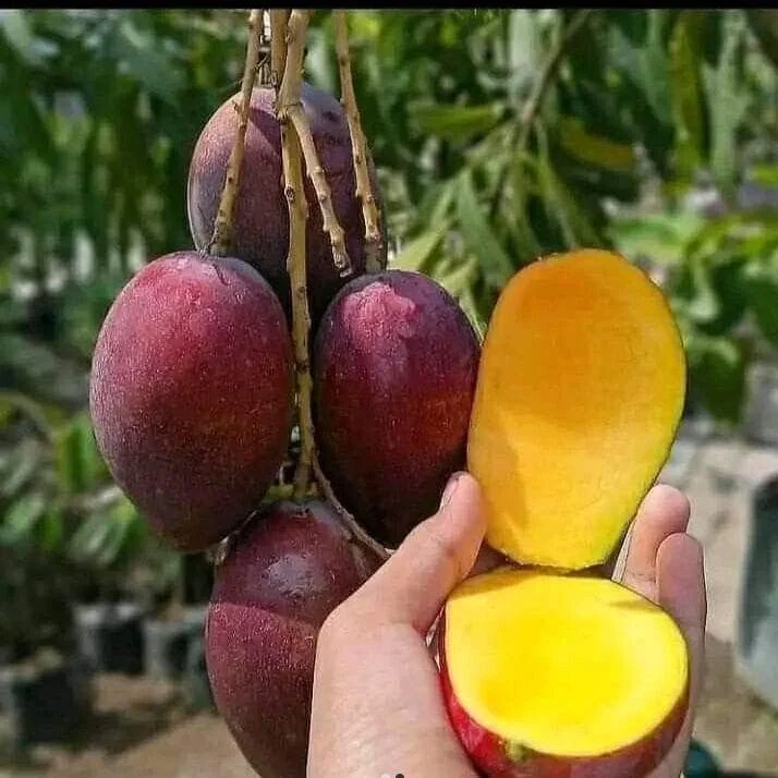 Irwin Dwarf Mango Live Plant - 8-10" Tall Tropical Fruit Tree