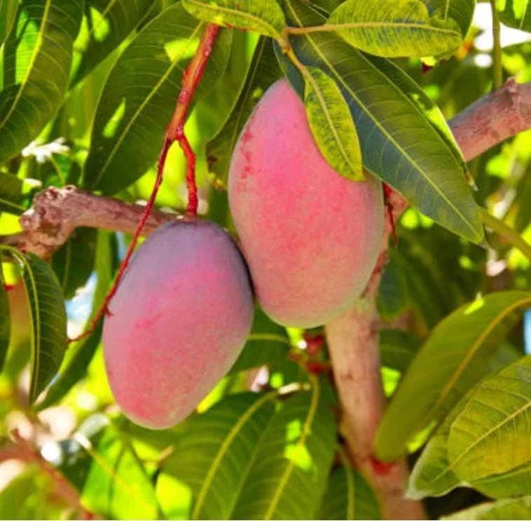 Irwin Dwarf Mango Live Plant - 8-10" Tall Tropical Fruit Tree