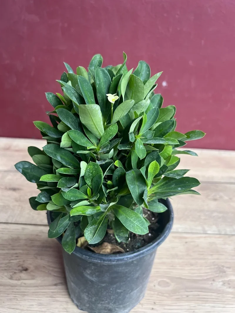 Ixora Taiwanese Yellow Live Plant - 6 inch Pot | Vibrant Blooms