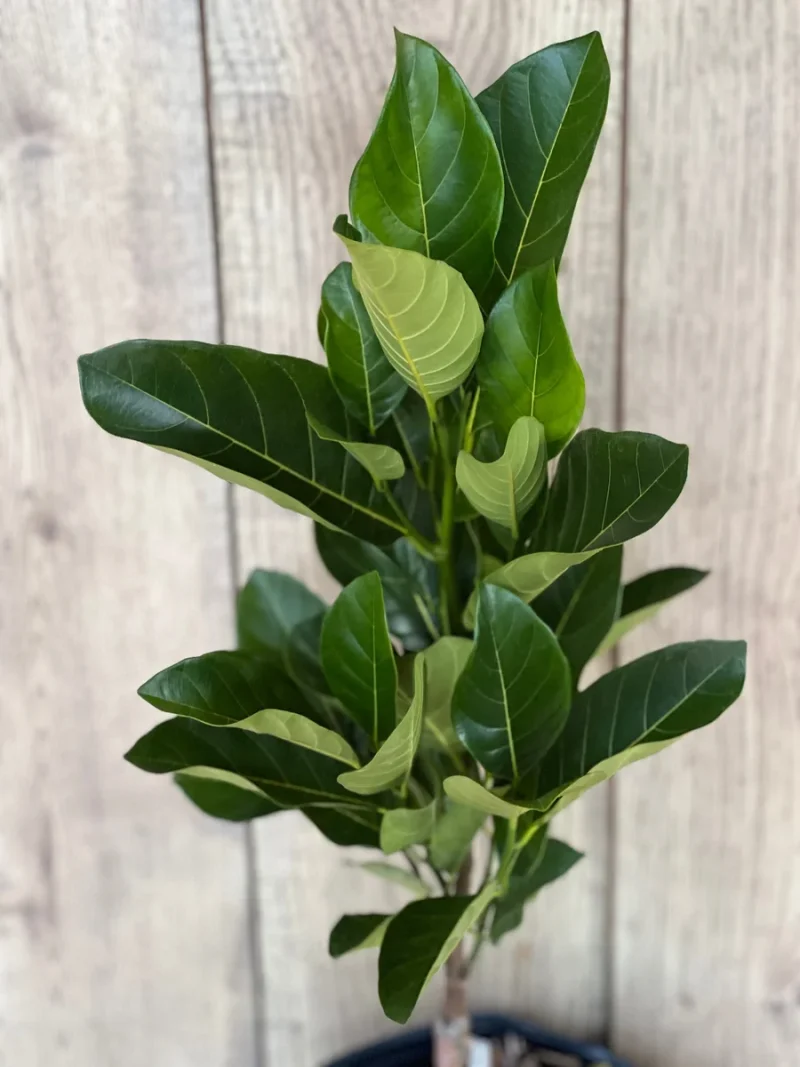 J31 Jackfruit Live Plant - Dwarf Grafted Tree, 3 Gallon Pot