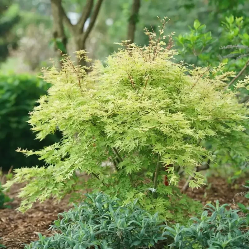 Japanese Maple METAMORPHOSA® - Ever-Changing Foliage, 4" Pot