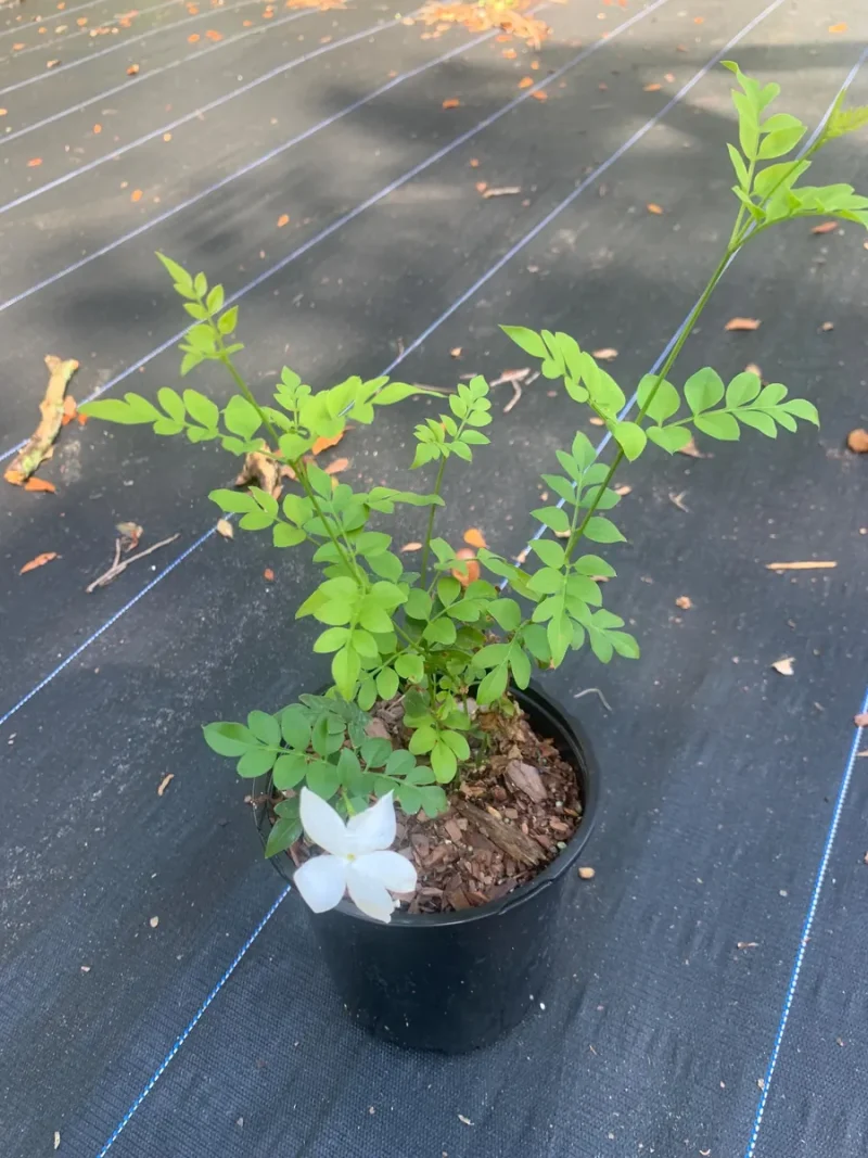 Jasminum Grandiflorum 'Chameli' - Live Jasmine Plant 4 in Pot