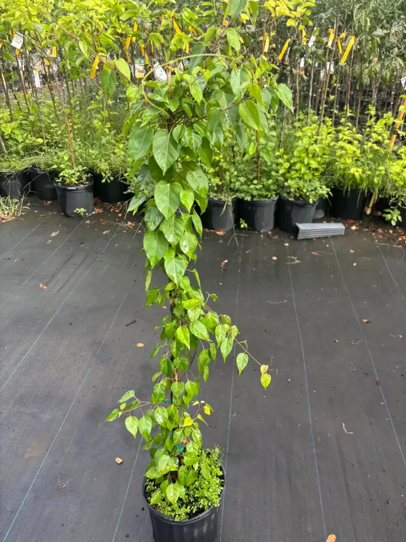Jelly Vine Plant 3 Gallon - 3 Feet Tall | Edible Fruit Vine