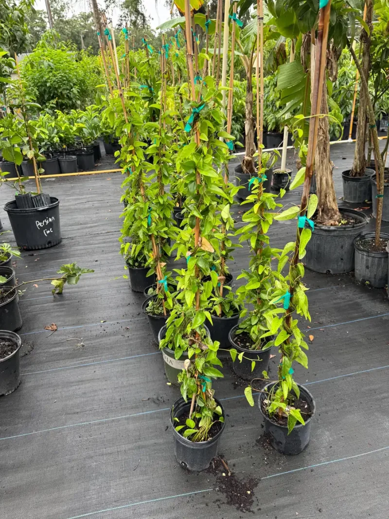 Jelly Vine Plant 3 Gallon - 3 Feet Tall | Edible Fruit Vine