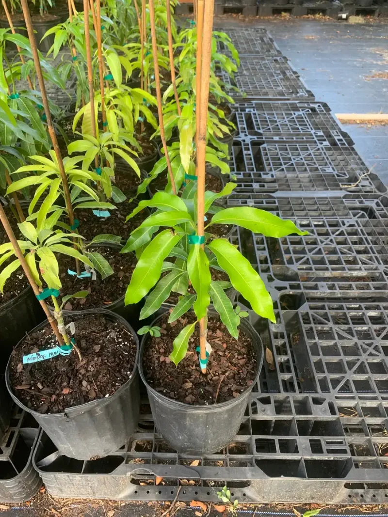 Julie Mango Tree Live Plant - Grafted, 3 Gallon Pot