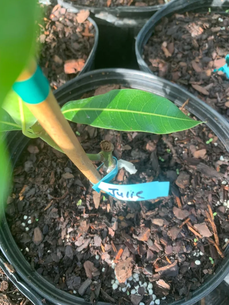 Julie Mango Tree Live Plant - Grafted, 3 Gallon Pot