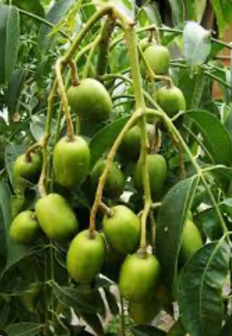 June Plum Dwarf Live Plant - Ambarella Fruit Tree 3 Gallon Pot