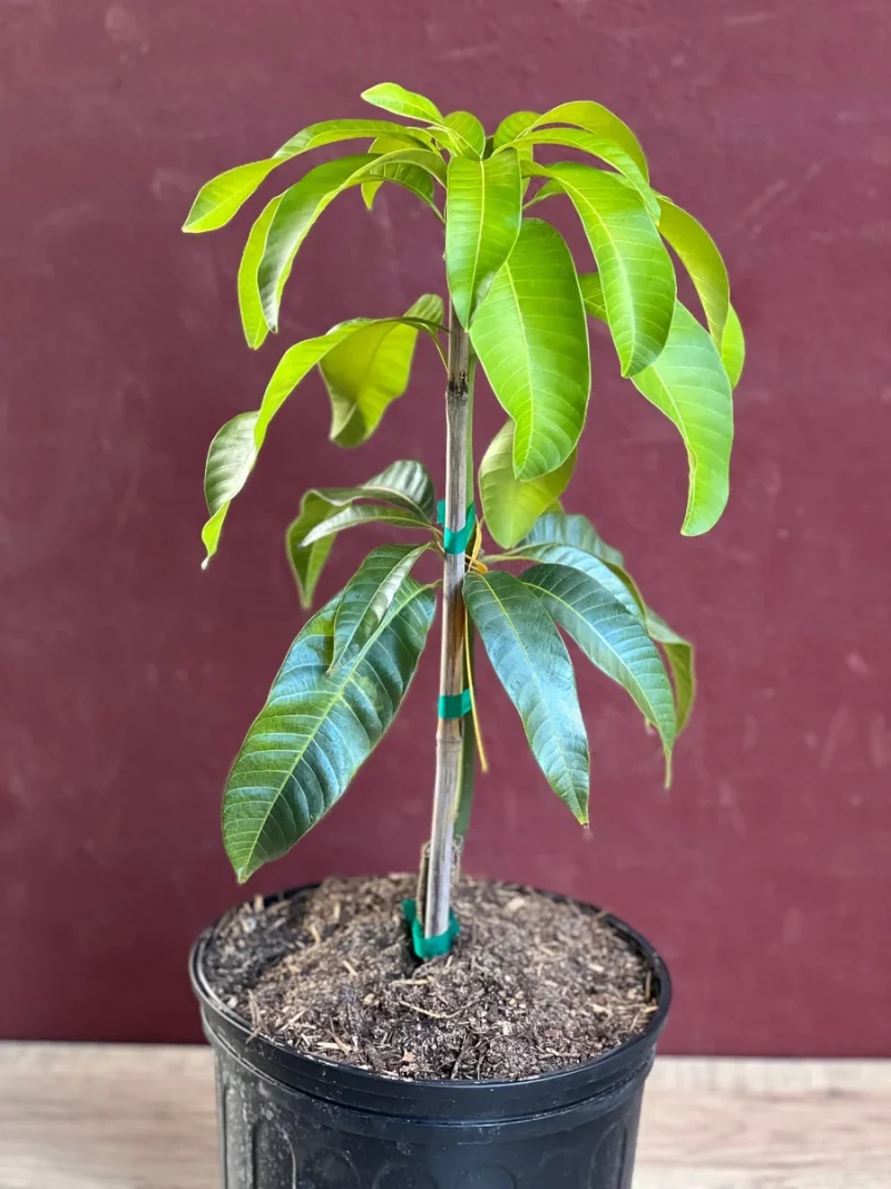 Karen Michelle Mango Tree Live Plant – Grafted, 3 Gallon Pot