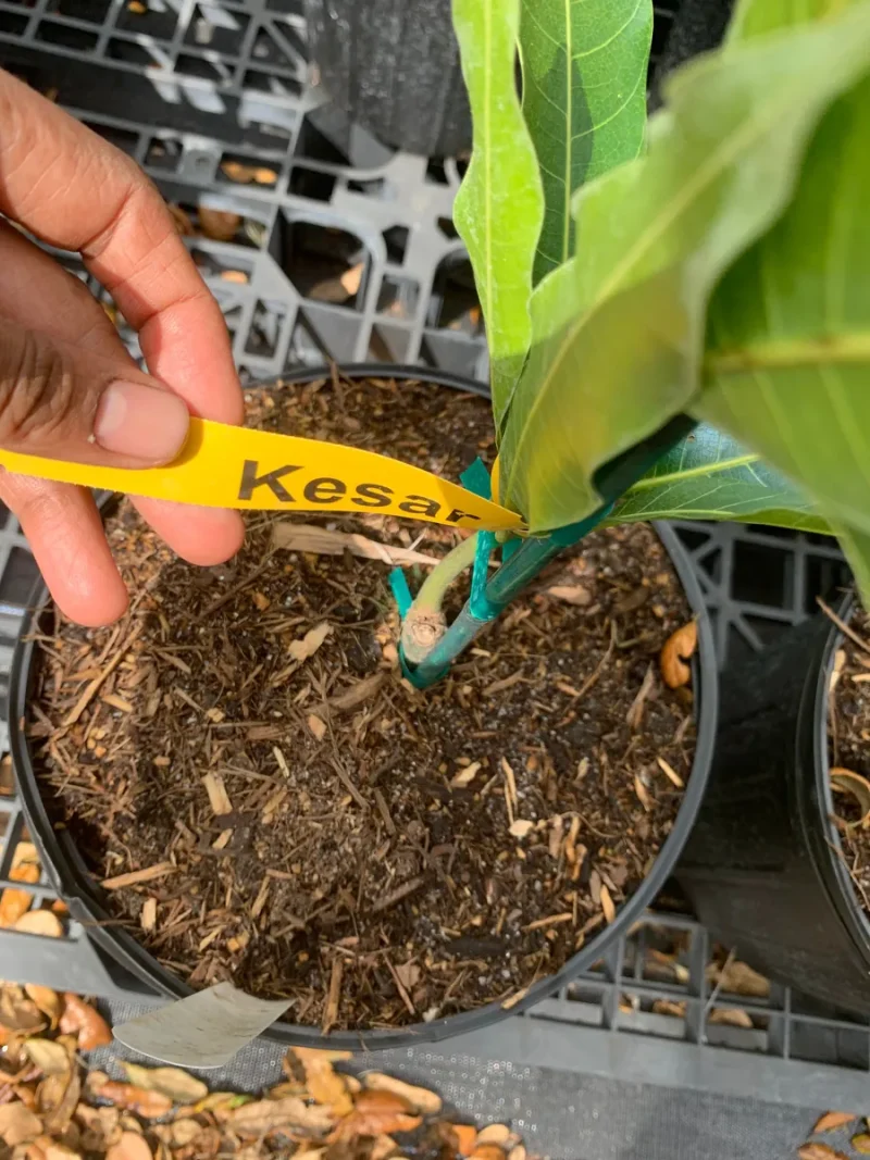 Kesar Mango Tree Live Plant - Grafted Indian Queen Variety