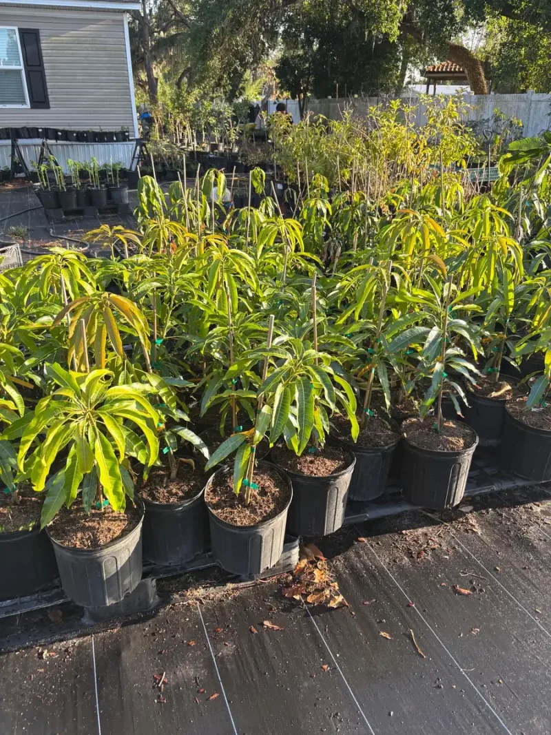 Kesar Mango Tree Live Plant - Grafted Indian Queen Variety