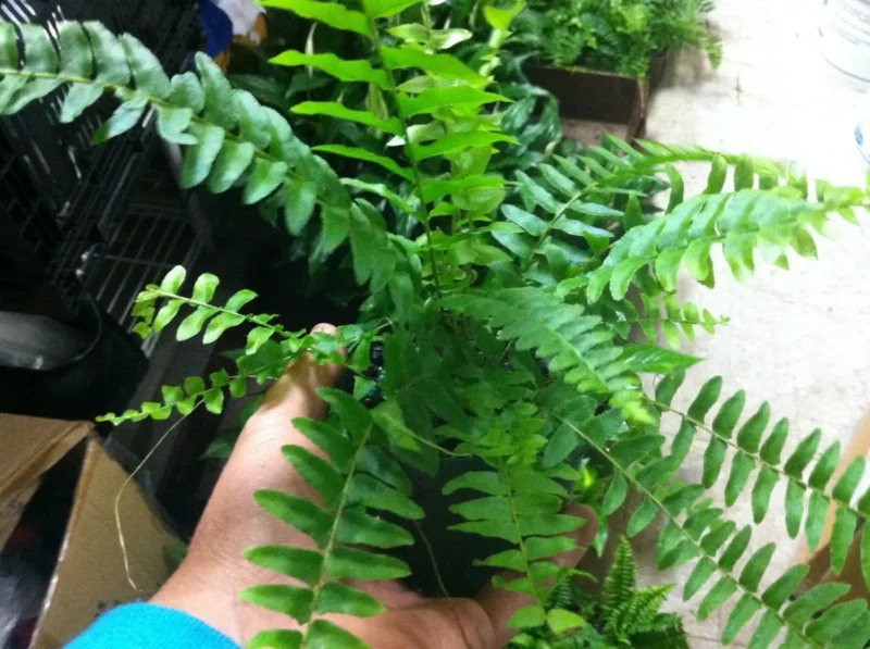 Kimberly Queen Fern Live Plant - 4" Potted - Easy Care